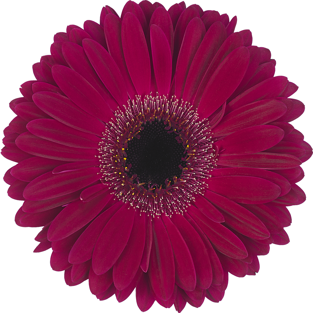 Home | Florein Gerbera's