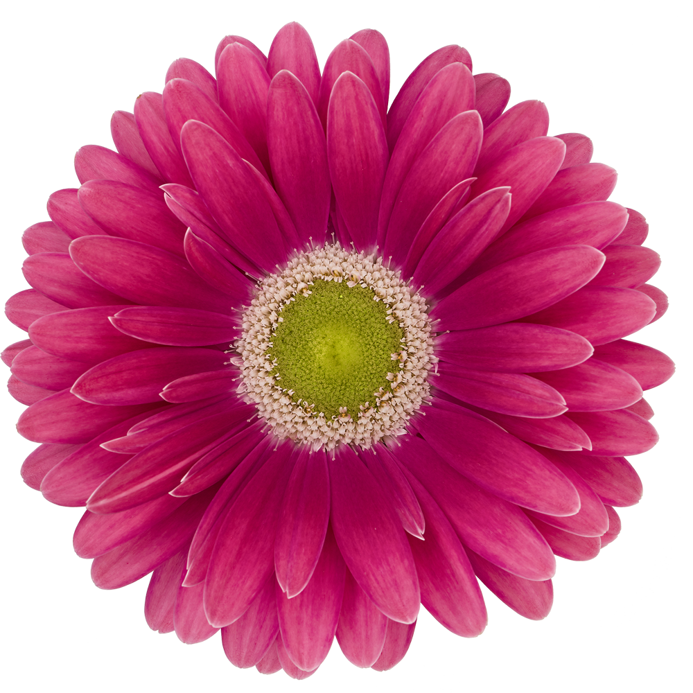 Unique - Florein gerbera's