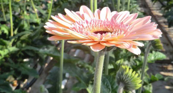 Assortiment | Bekijk onze gerbera soorten | Florein Gerbera's